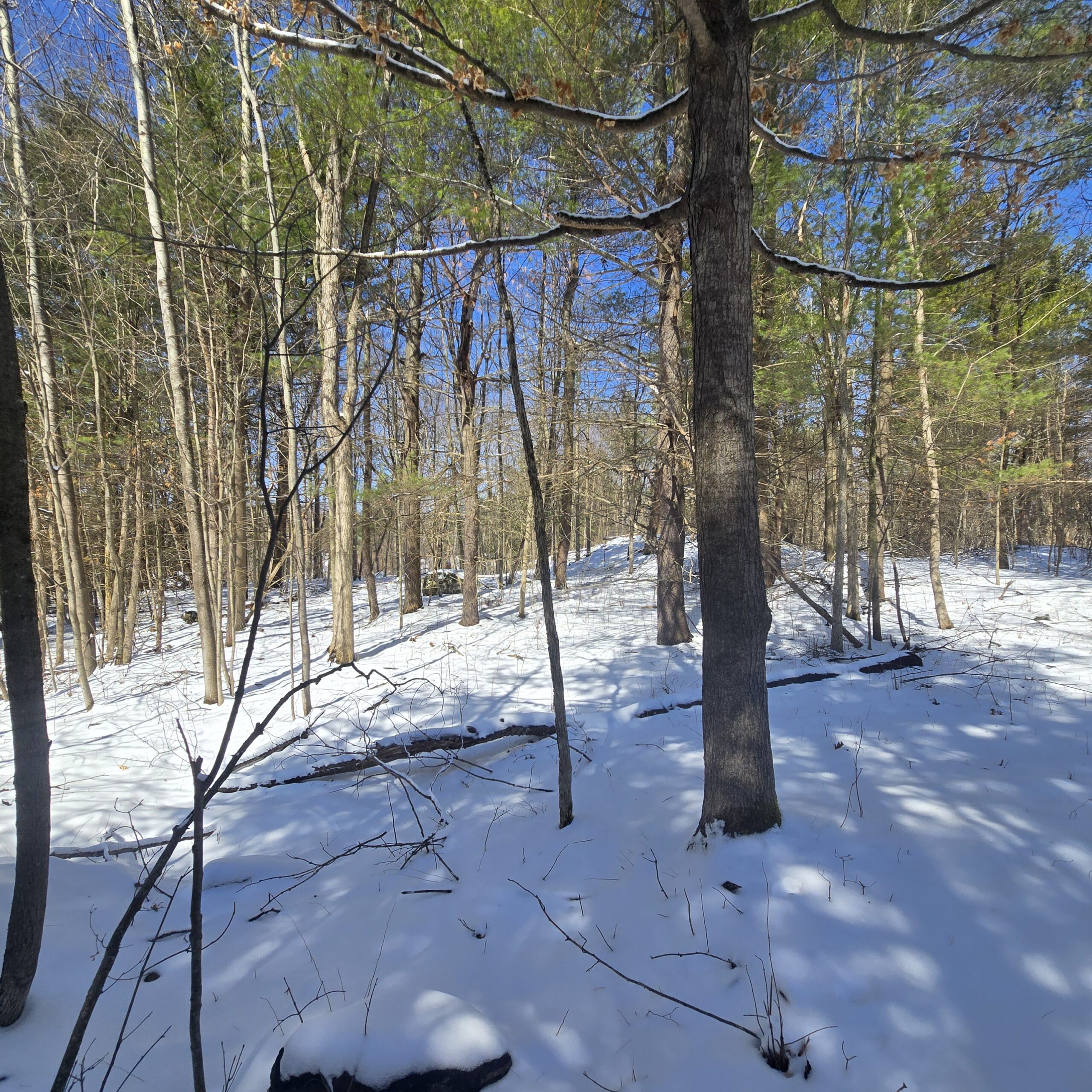 8.19 Acre Surveyed Recreational Land for Sale, Macomb, NY! - NY Outdoor ...